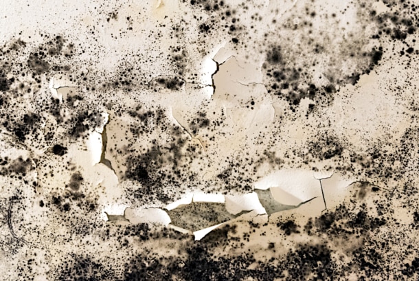 Can You Paint Over Mold? - How to Paint a Mold-Infested Wall