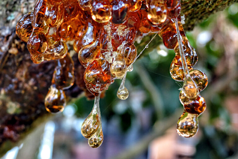 Types of Varnish - Wood Coating Finishes and Their Uses